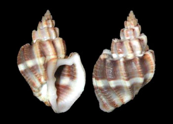 涡螺总科 Volutacea 蓝色动物学（中国动物学科普）